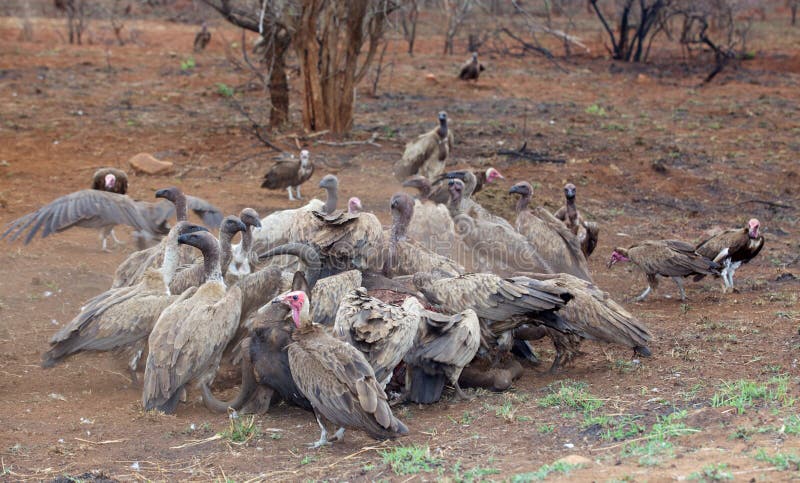 Afrikanische Geier, Die In Einem Nationalpark Tansania Baum Serengeti ...