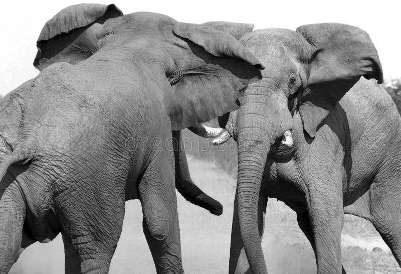 Afrikanische Kämpfende Elefanten - Botswana Stockbild - Bild von reise ...