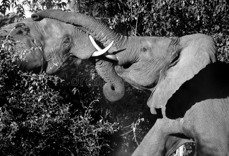 Afrikanische Kämpfende Elefanten - Botswana Stockbild - Bild von reise ...