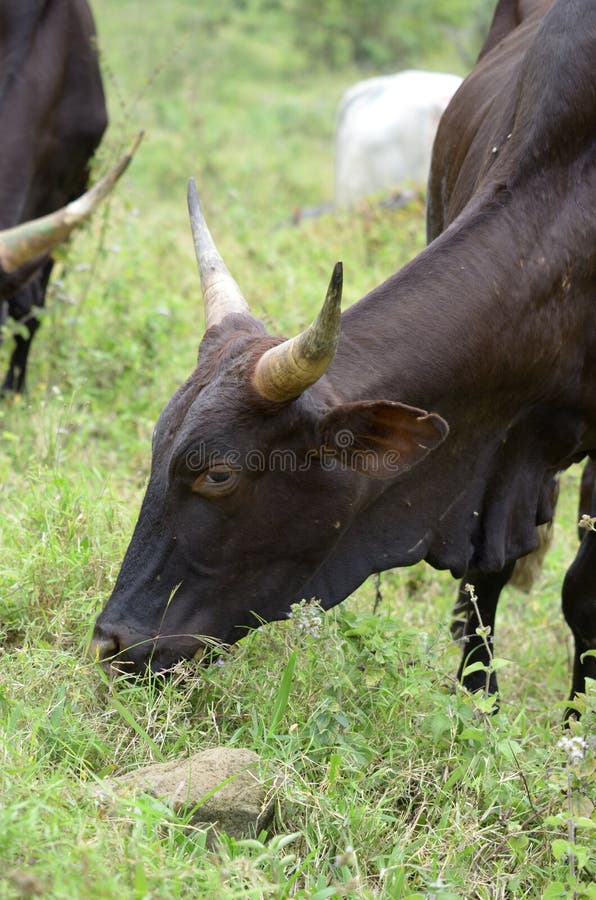 Afrikanische Kuh stockfoto. Bild von milch, fleisch, gras - 81225196