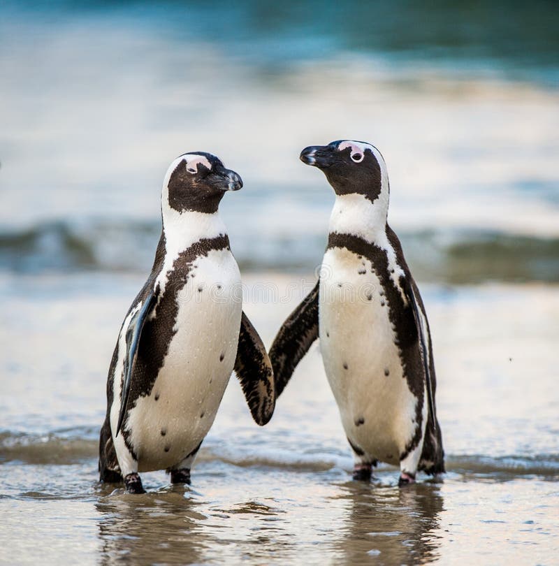 Afrikanische Pinguine Spheniscus Demersus Stockfoto - Bild von ...