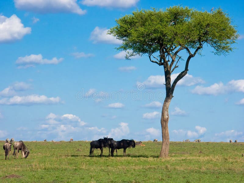Afrikanische Savanne stockfoto. Bild von szenisch, landschaft - 14133726