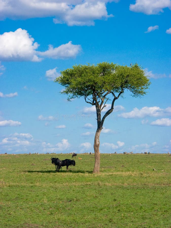 Afrikanische Savanne stockfoto. Bild von szenisch, landschaft - 14133726
