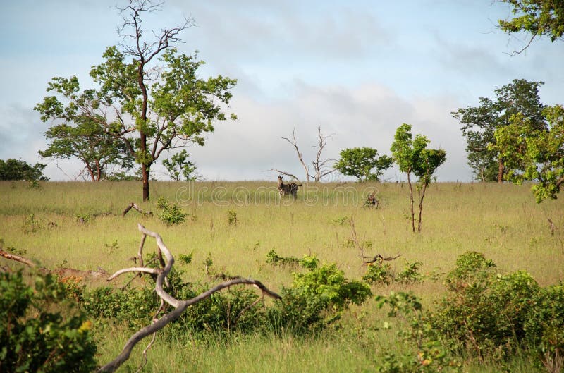 Die afrikanische Savanne stockfoto. Bild von reise, betrieb - 7944392