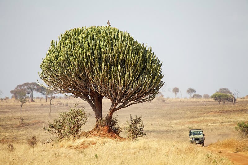 Afrikanische Savanne Und See Stockbild - Bild von landschaft, afrika ...