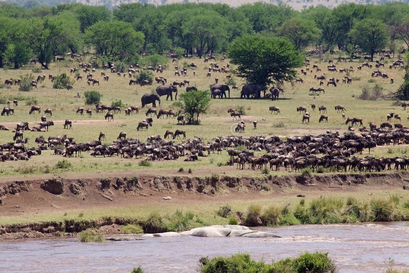 Afrikanische Savanne stockbild. Bild von wasser, safari - 35019203