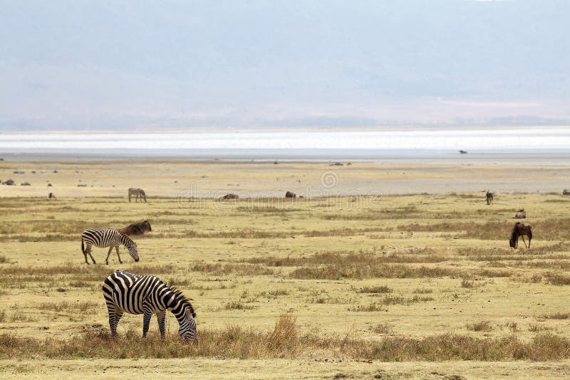 Afrikanische Savanne stockbild. Bild von nave, afrika - 34975857