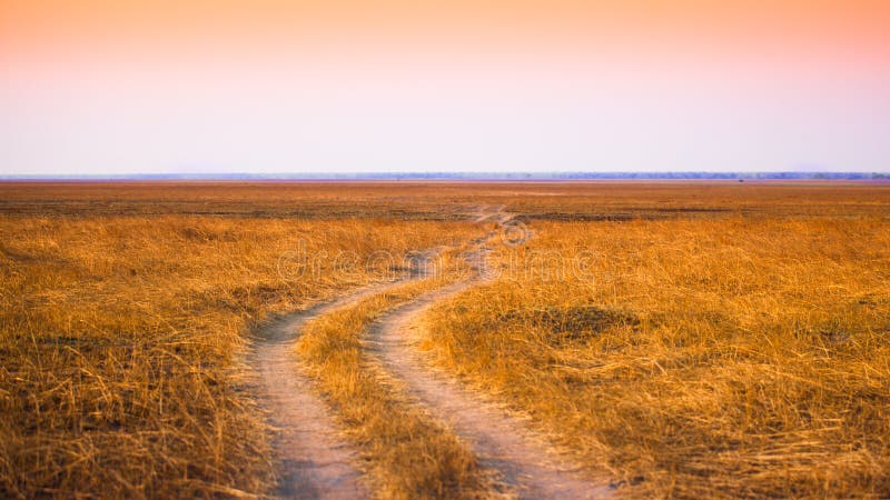 Savanne stockbild. Bild von nave, afrika, akazie, wildnis - 29201585