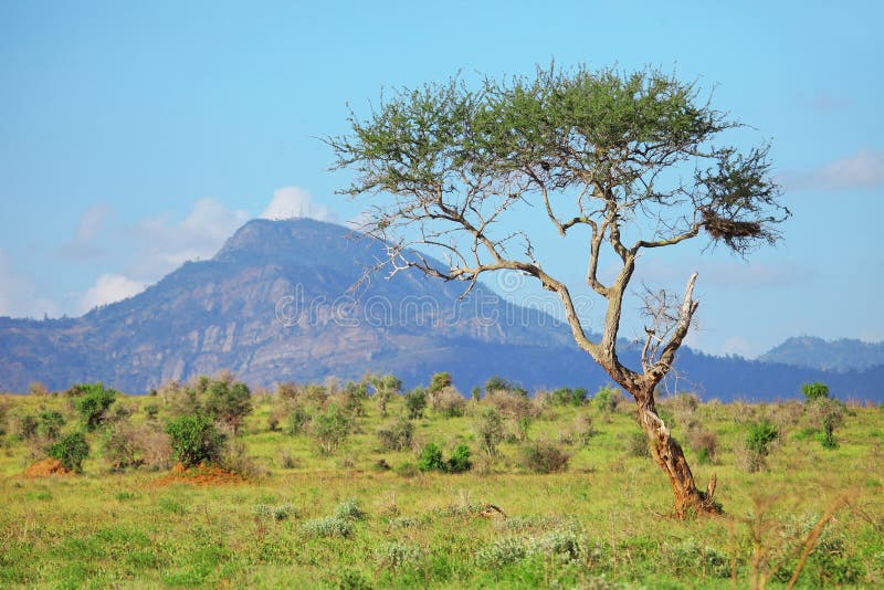 Afrikanische Savanne stockfoto. Bild von gealtert, gebirgig - 216345170