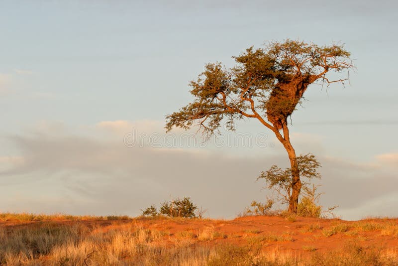 Afrikanischer Akazienbaum stockfoto. Bild von ökologie - 5394422