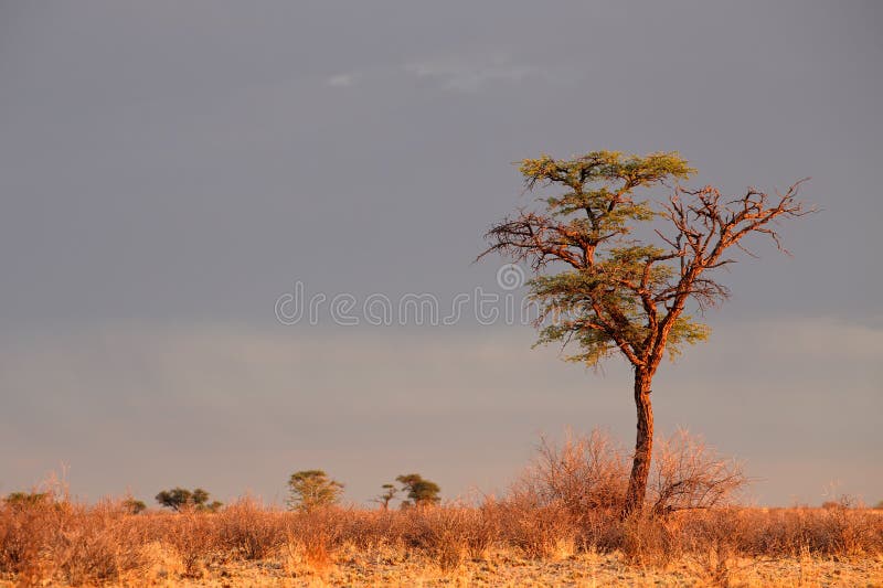 137 Afrikanischer Akazienbaum Fotos - Kostenlose und Royalty-Free Stock ...