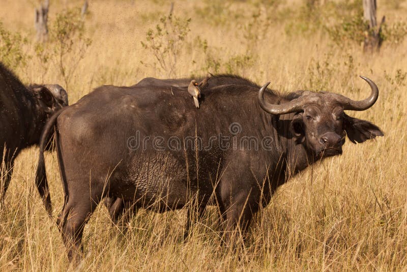 Männlicher Afrikanischer Wasserbüffel in Der Wiese Stockfoto - Bild von ...