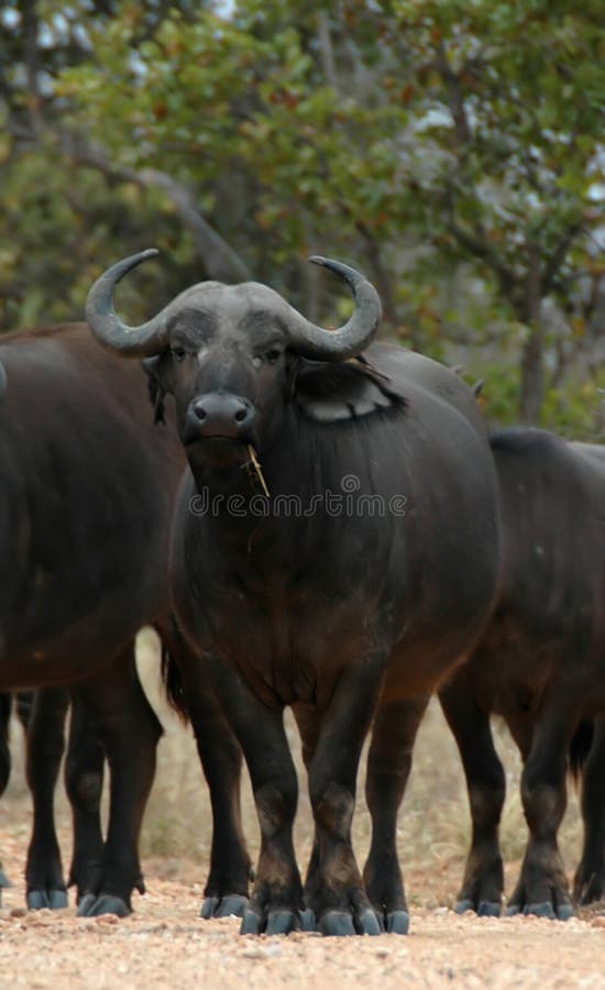 Afrikanische Büffel-Herde stockbild. Bild von park, gras - 15145607