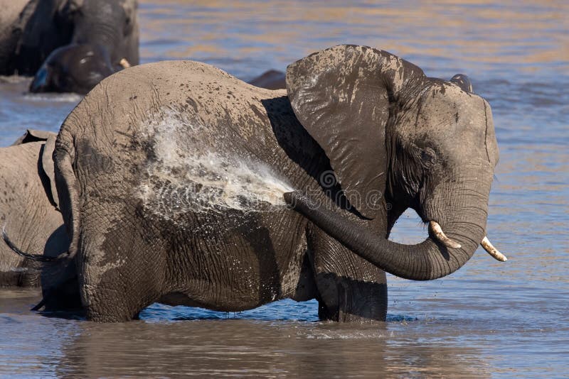 Afrikanischer Badender Elefant Stockbild - Bild von leistungsfähig ...