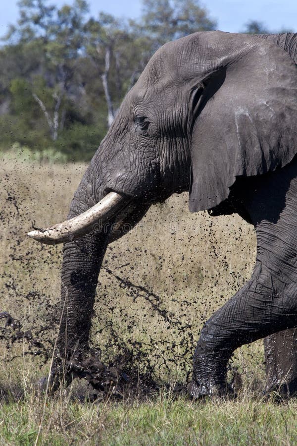 Afrikanischer Elefant, Der Ein Schlammbad Nimmt Stockbild - Bild von ...