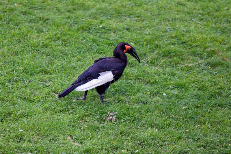Afrikanischer Geier stockfoto. Bild von vogel, geier - 96328270