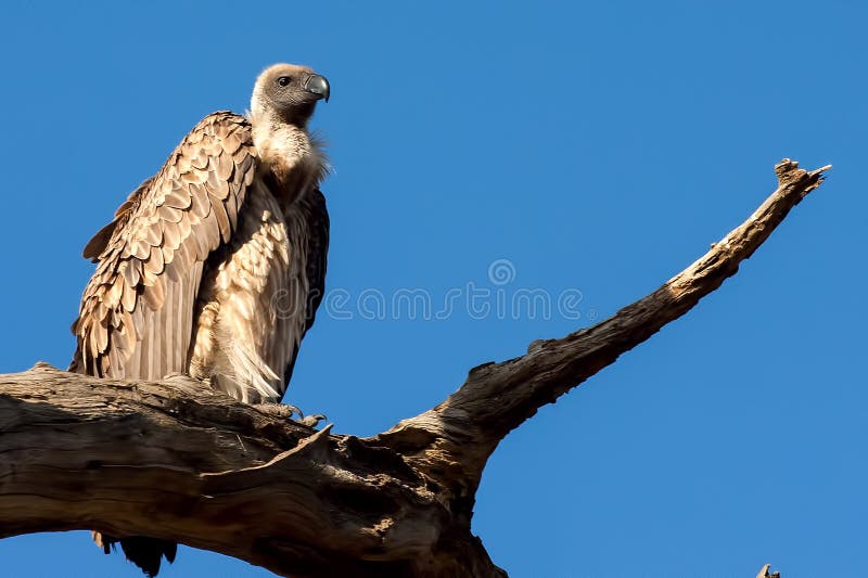 543 Geier Serengeti Tanzania Afrika Stock Fotos - Freie & Royalty-Free ...