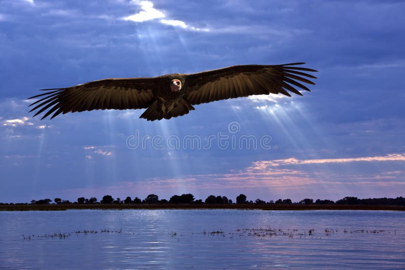 Afrikanischer Geier - Caprivi Streifen - Namibia Stockbild - Bild von ...