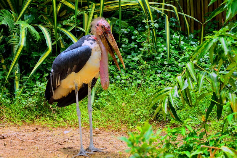 Afrikanischer Marabu-Storch Stockfoto - Bild von auge, vogel: 58929200