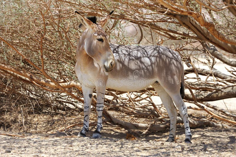 Lustiger Esel, Equus Africanus Asinus Stockbild - Bild von ...