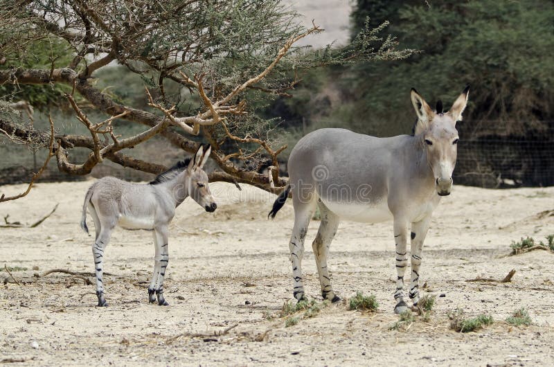 Afrikanischer Wilder Esel (Equus Africanus) Stockfoto - Bild von ...