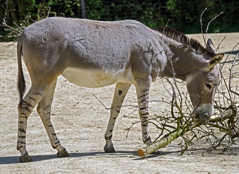 Afrikanischer wilder Esel stockfoto. Bild von pflanzenfresser - 144262082