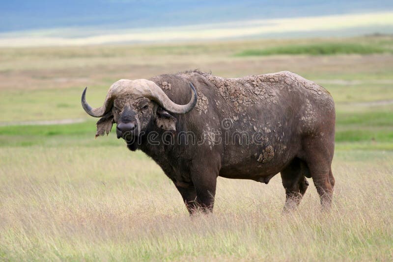 Stor buffel arkivfoto. Bild av angus, namibia, kvinnlig - 1668674