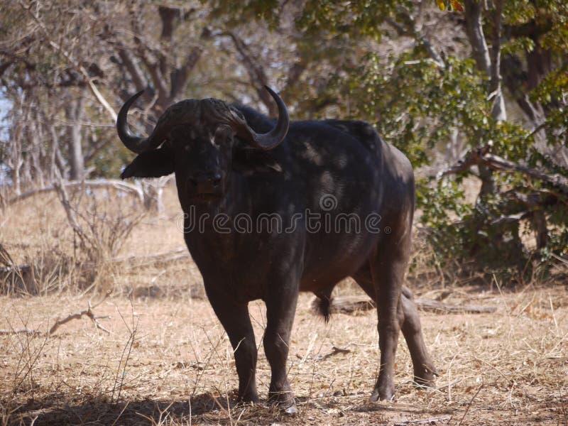 Afrikansk buffel arkivfoto. Bild av färger, djurliv, natur - 50345052