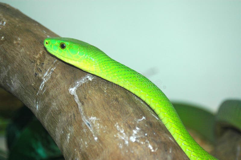 Afrikansk Orm För Grön Mamba Fotografering för Bildbyråer - Bild av ...