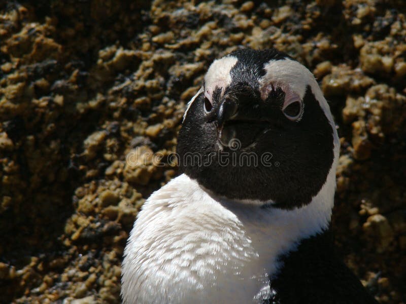 Afrikansk pingvin arkivfoto. Bild av södra, gulligt, liten - 12626676