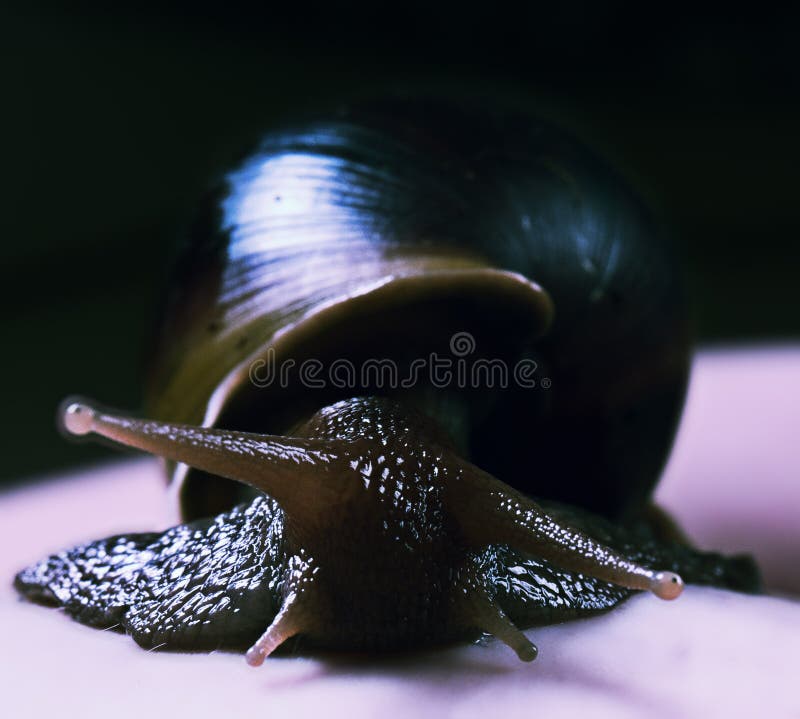 Afrikansk snigel fotografering för bildbyråer. Bild av afrikansk - 34501603