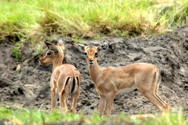 Afrikanska antilop fotografering för bildbyråer. Bild av impala - 6492687