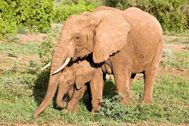 Afrikanska elefanter arkivfoto. Bild av angus, bifokal - 27428332