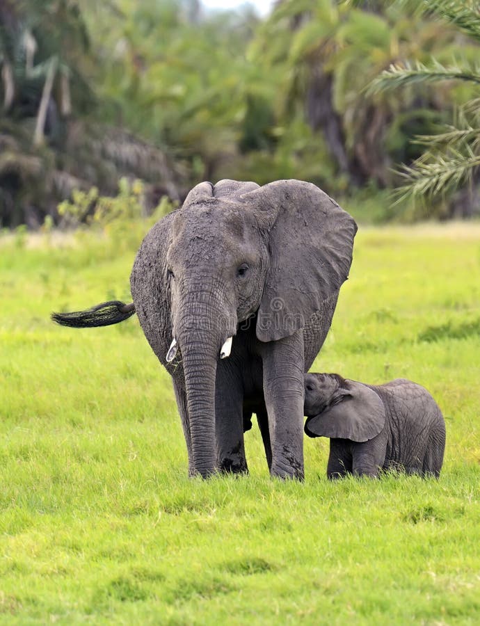 Afrikanska elefanter arkivfoto. Bild av fauna, kenya - 39291386