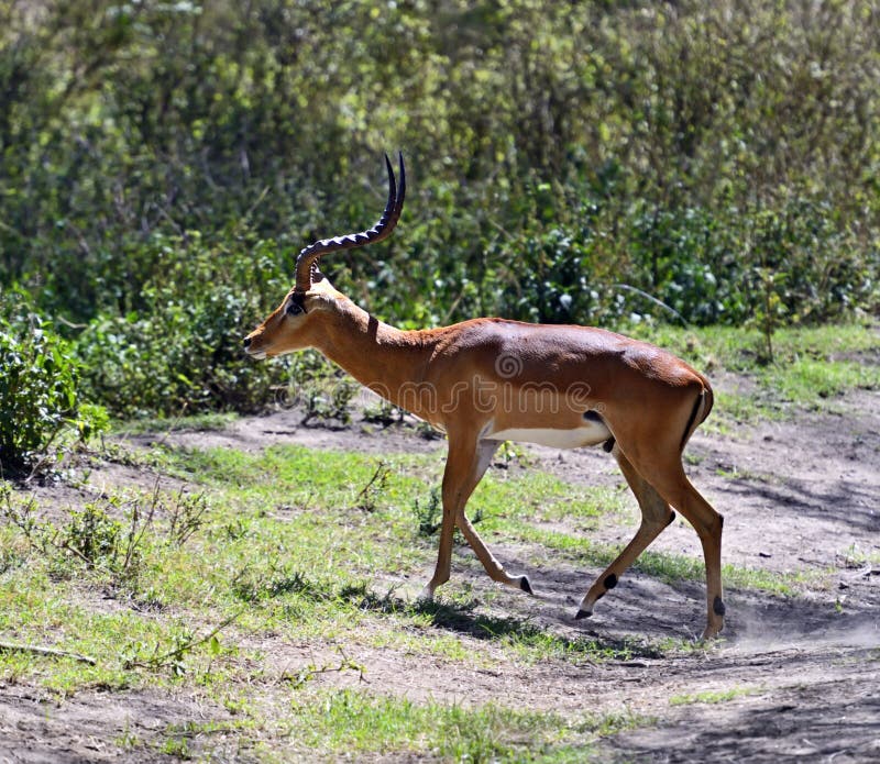 Gazellen-Impala stockfoto. Bild von weide, afrika, tiere - 39291078