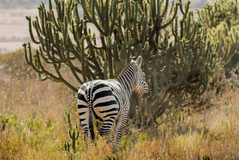 Afrikanskt Djurliv, Sebra I Savann Fotografering för Bildbyråer - Bild ...