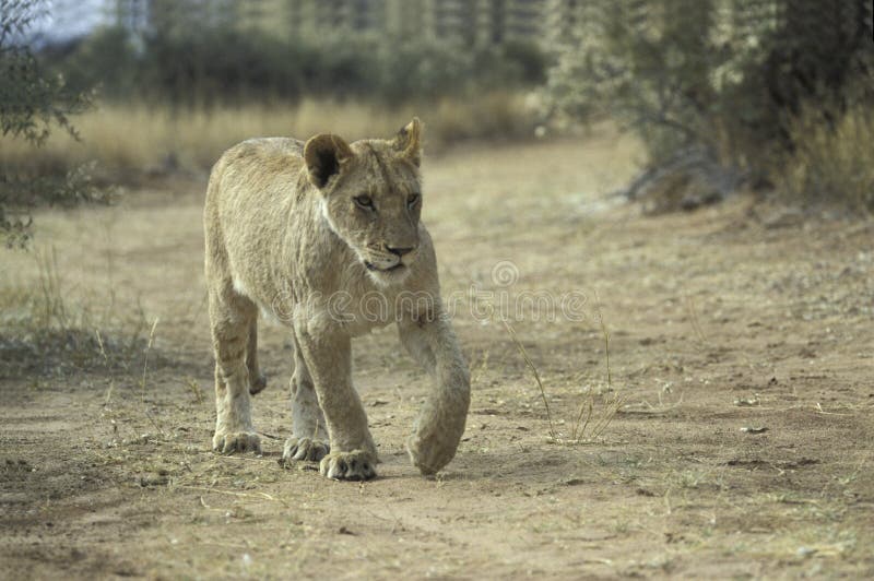 Afrikanskt Lejon, Panthera Leo Arkivfoto - Bild av natur, lejon: 35965482