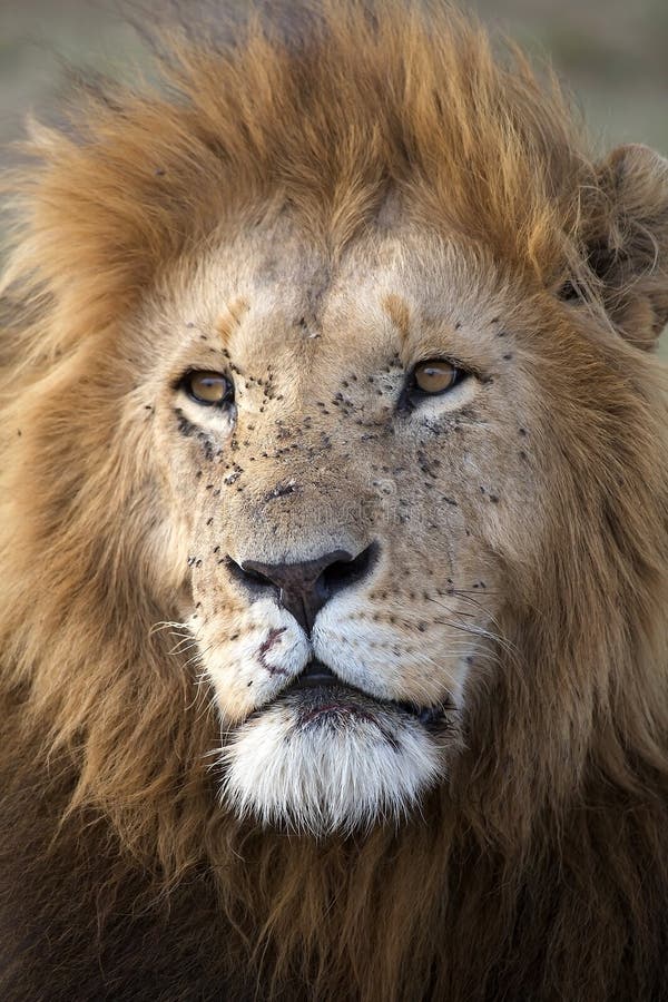 Afrikanskt Lejon (pantheraen Leo) Arkivfoto - Bild av jägare, lejon ...