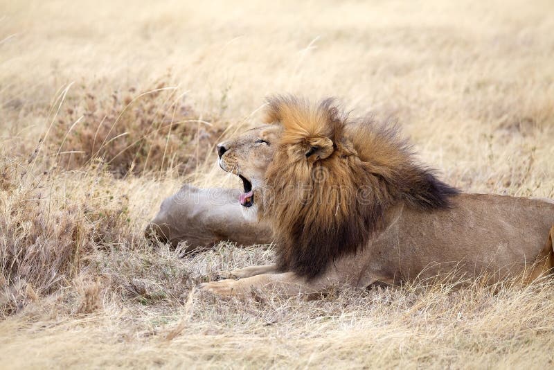 Afrikanskt Lejon (pantheraen Leo) Arkivfoto - Bild av jägare, lejon ...