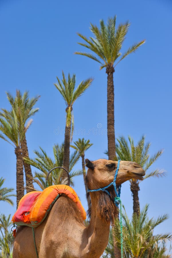 Afrique, Maroc, Marakech, Chameaux, Tourisme Stock Image - Image of ...