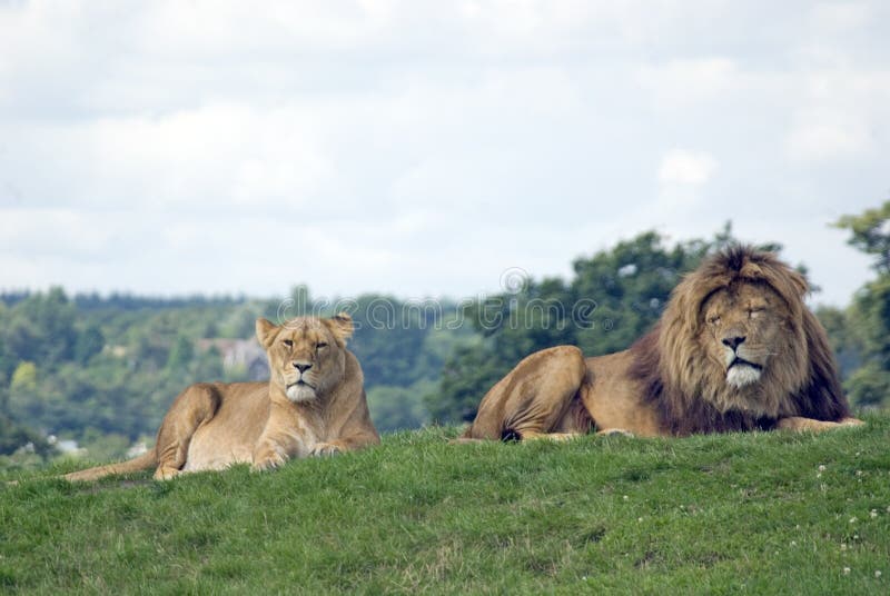 Lew obraz stock. Obraz złożonej z sawanna, afryka, oczy - 29129891