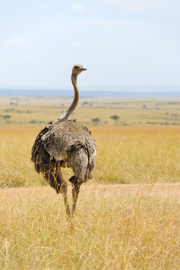 Afrykański Camelus Strusia Struthio Obraz Stock - Obraz złożonej z ...