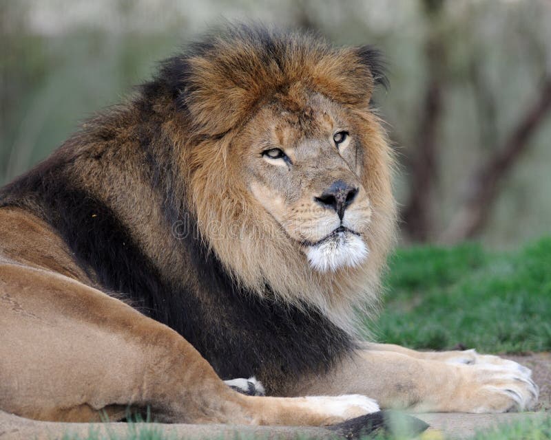 Lew samiec zdjęcie stock. Obraz złożonej z afrykanin - 14200154