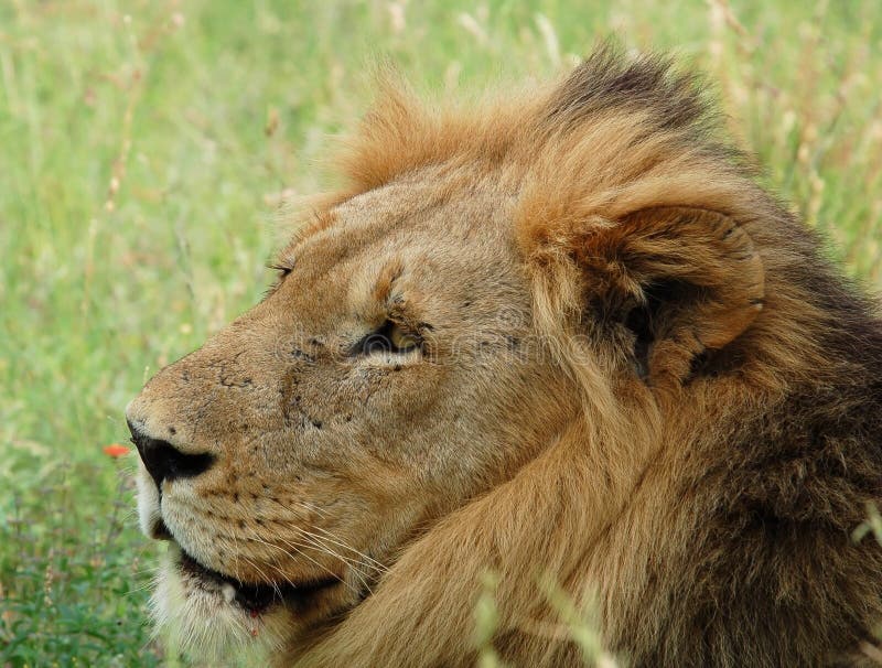 Lew afryce afryki zdjęcie stock. Obraz złożonej z zakończenie - 3740984