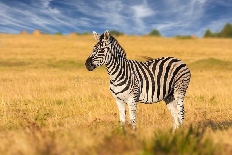 Afrykańska Równiny Zebra Stoi Samotnie Zdjęcie Stock - Obraz złożonej z ...
