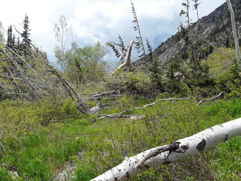 Aftermath of an avalanche stock photo. Image of trees - 159100926