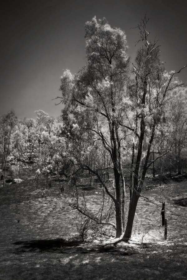 Aftermath of Fire stock photo. Image of leaf, australia - 90010006