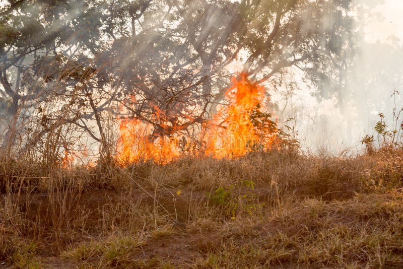 Aftermath of forest fire stock image. Image of arizona - 34656565