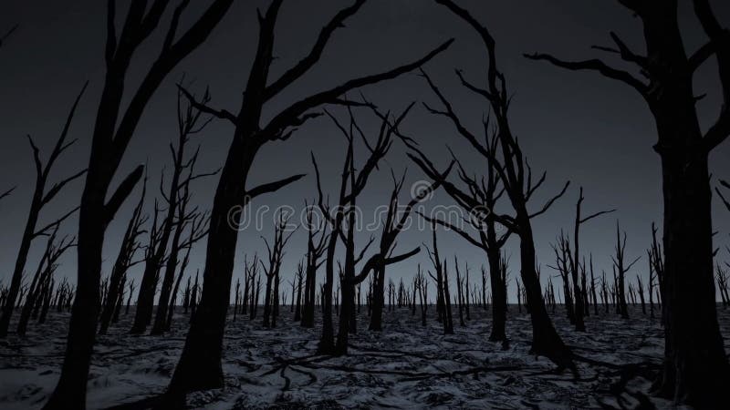Aftermath of Forest Fire, Burnt Trees and Ashes in Forest, Loop Video ...