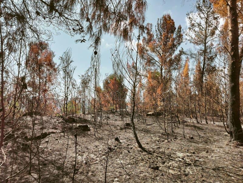 Aftermath of Forest Fire in Galilee Stock Image - Image of aftermath ...
